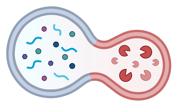 Projects – Brestoff Lab at Washington University in St Louis